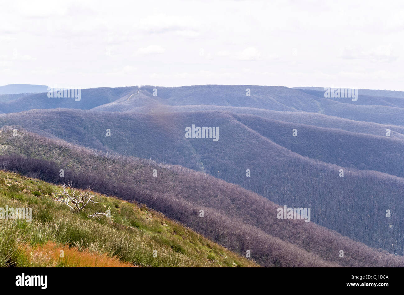 Australian high country,alpine,alps,burnt forrests Stock Photo - Alamy