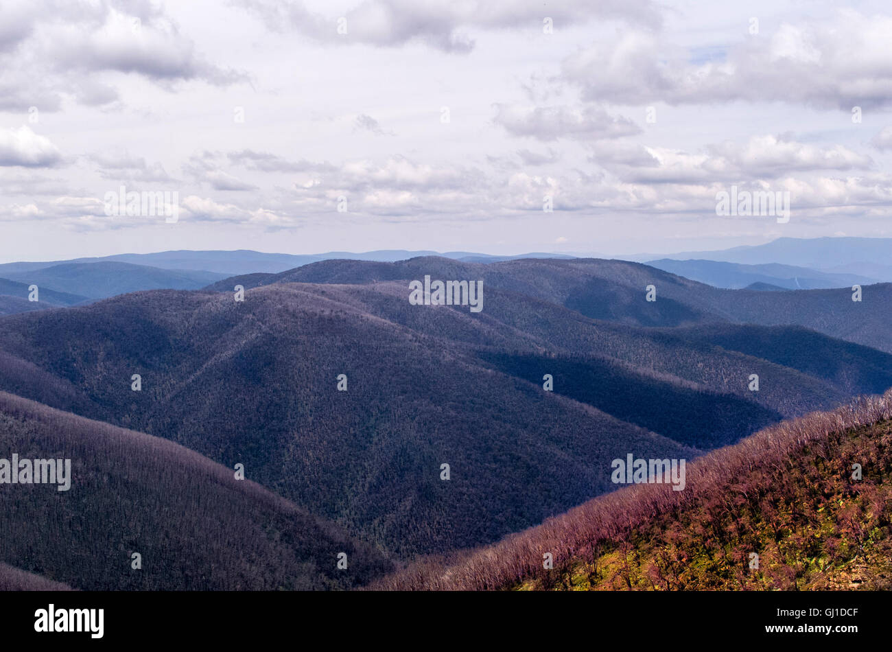 Australian high country,alpine,alps,burnt forrests Stock Photo - Alamy