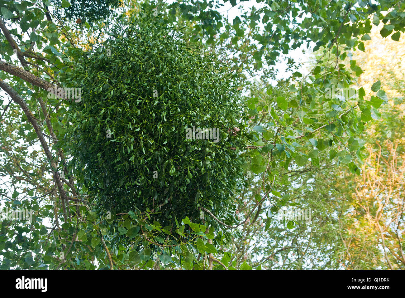 Parasite plant tree hi-res stock photography and images - Alamy