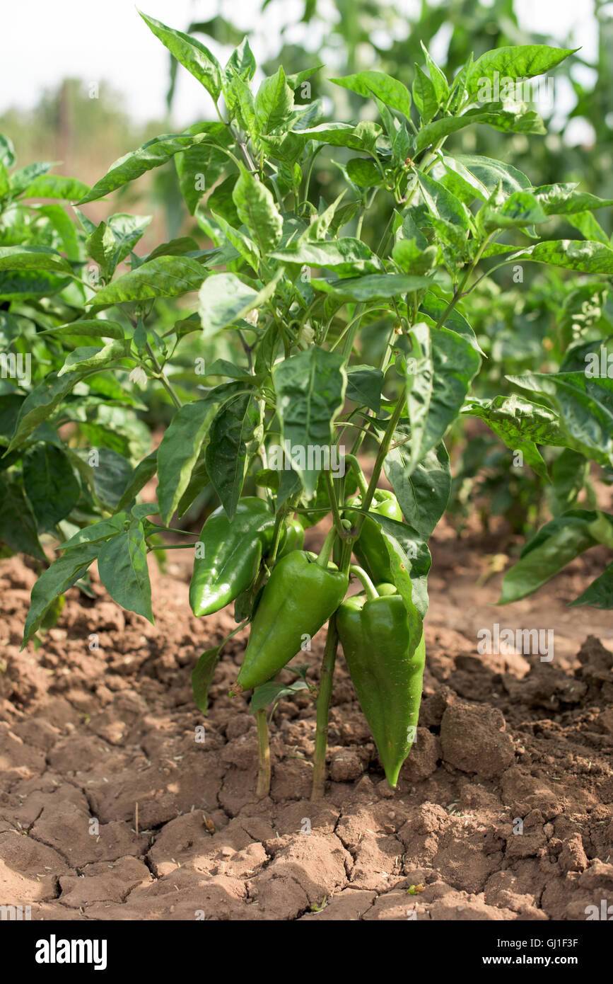 Pepper plant with vegetables and blossoms Stock Photo - Alamy
