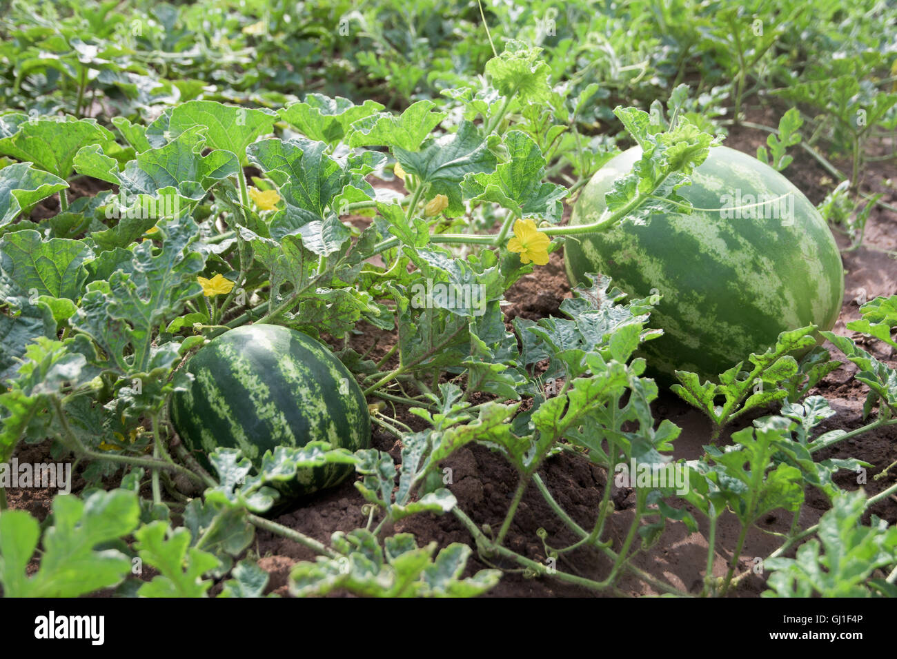 Two watermelons hi-res stock photography and images - Alamy