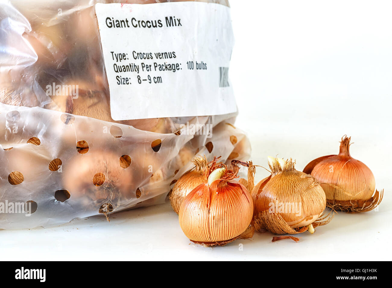 Crocus corms ready for a fall planting Stock Photo - Alamy