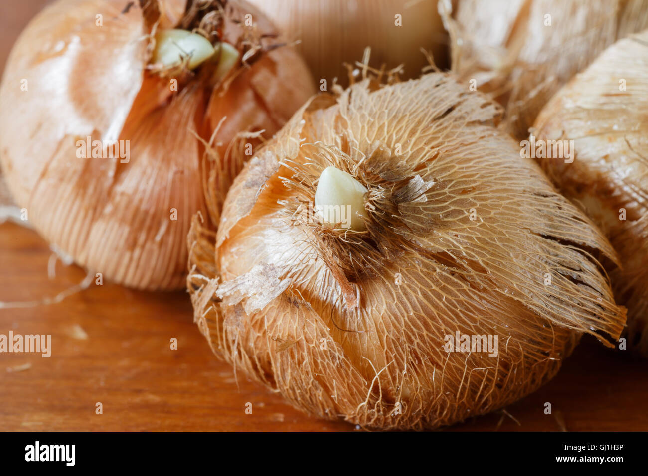 Crocus corms ready for a fall planting Stock Photo - Alamy
