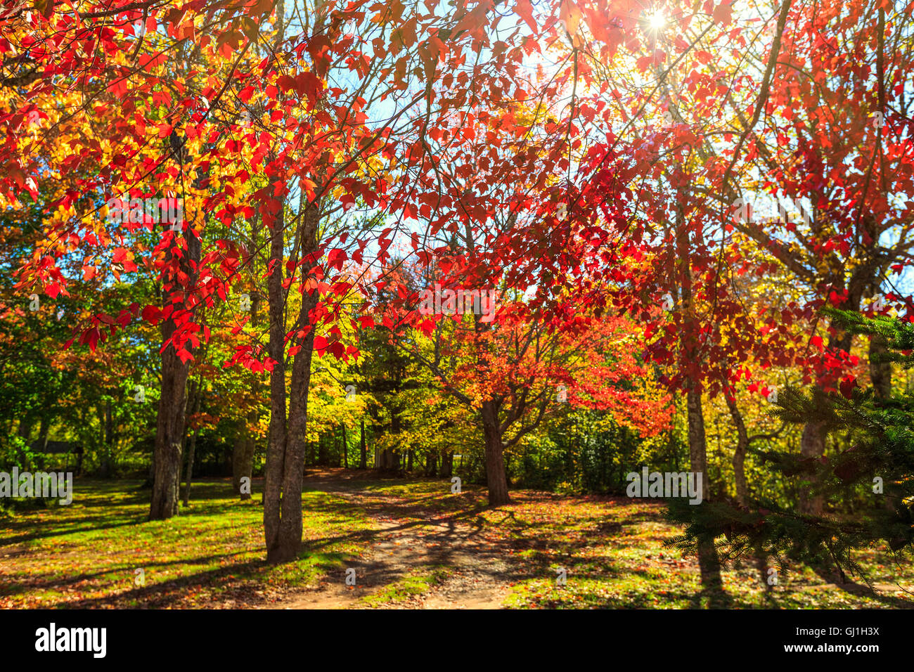 Oak and maple trees hi-res stock photography and images - Alamy