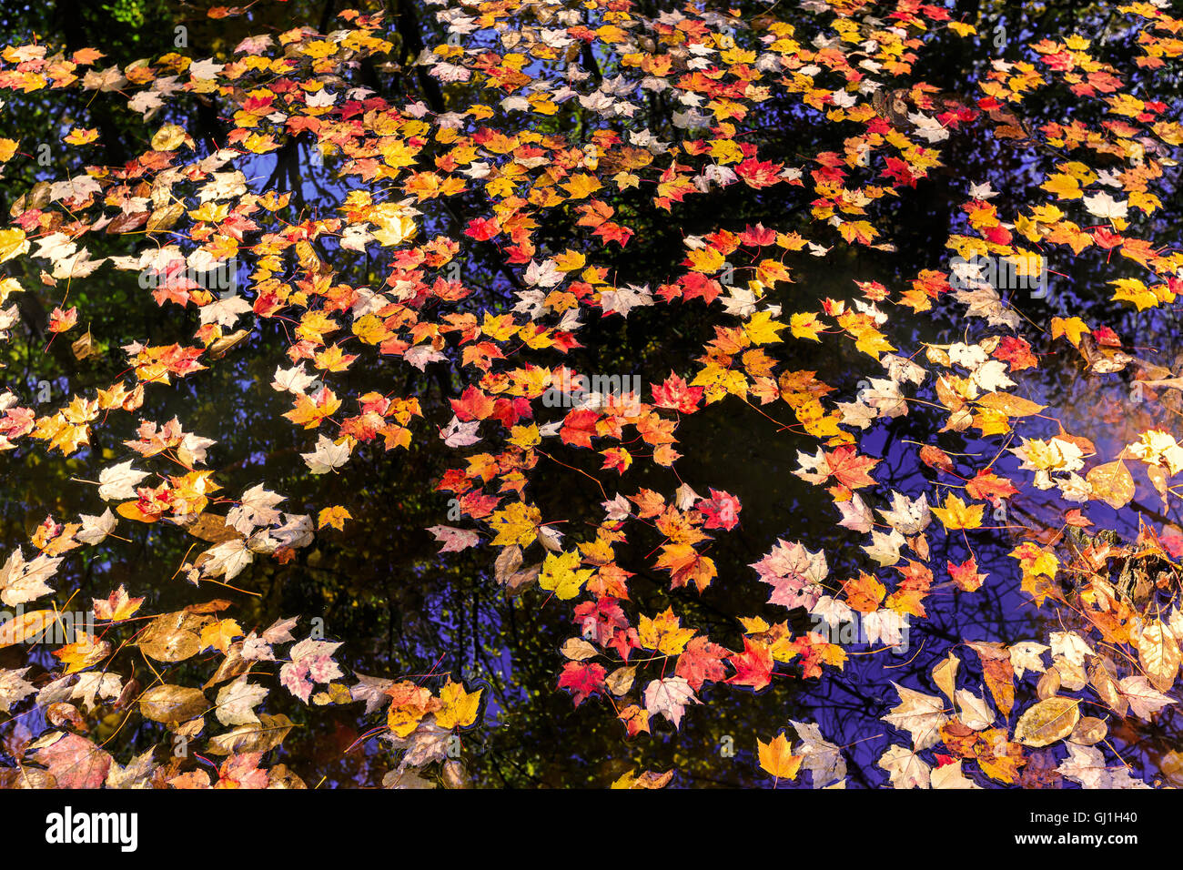 Floating pond leaves hi-res stock photography and images - Alamy