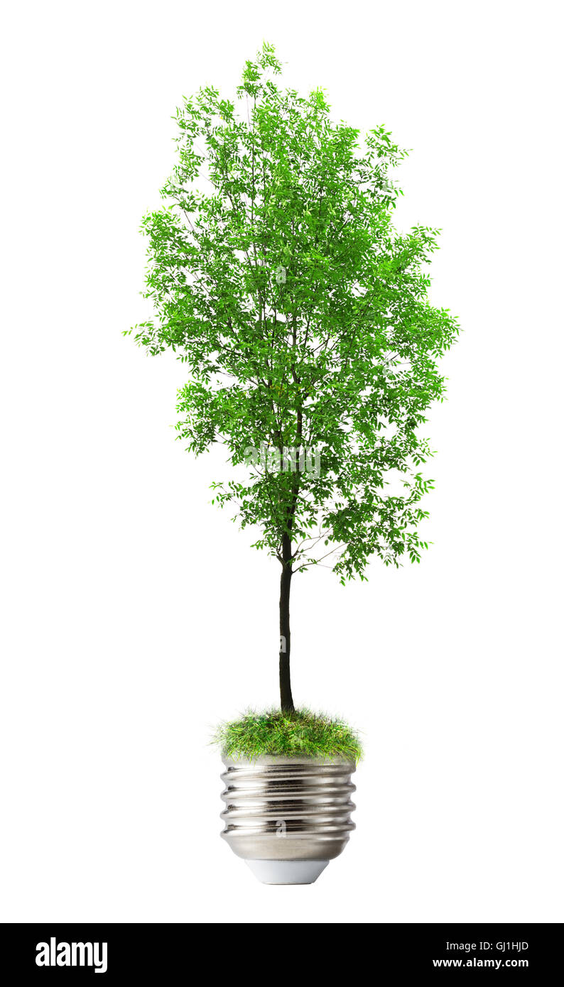 Green ash tree as lamp bulp on background Stock Photo - Alamy