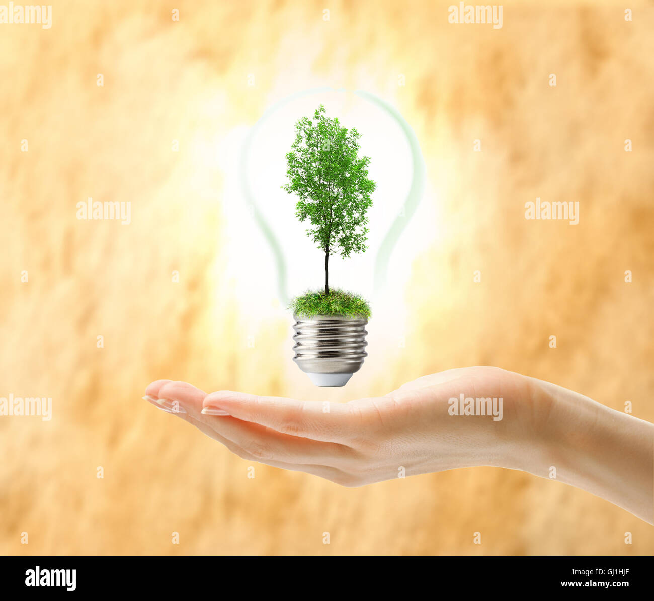 Green ash tree inside lamp on paper background Stock Photo - Alamy