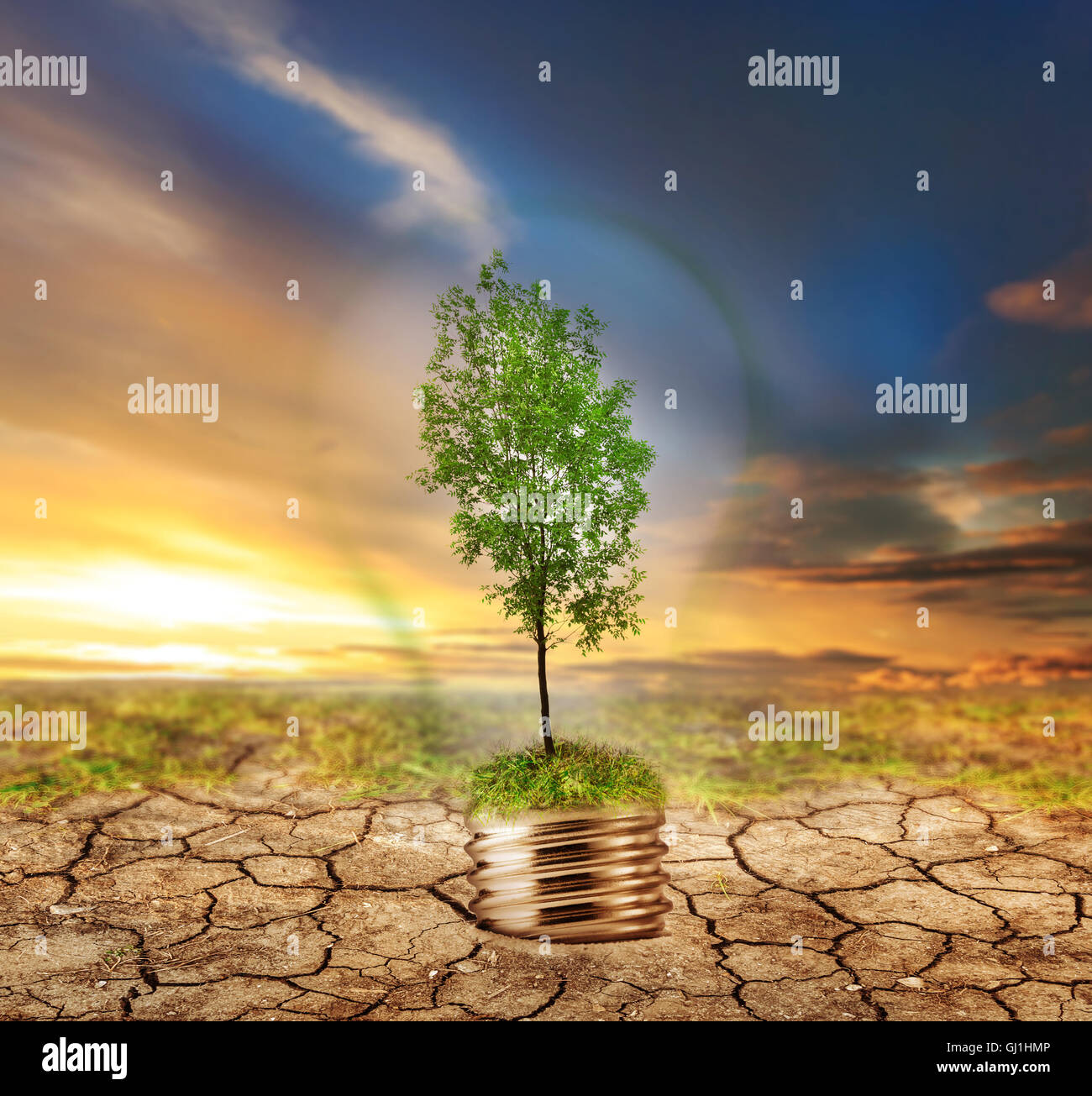Green tree in lamp on dry soil with moss background Stock Photo - Alamy