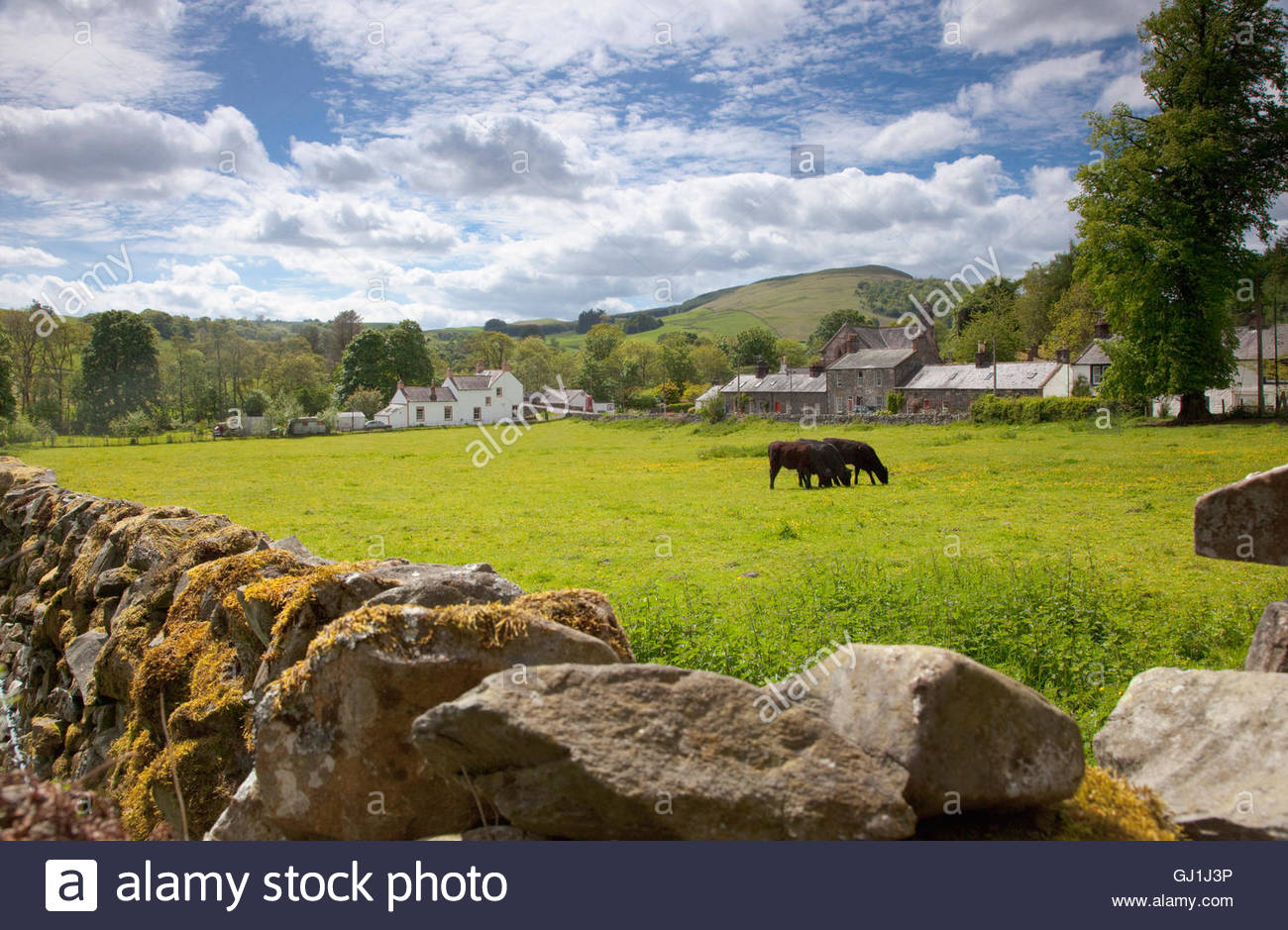 Farming Galloway High Resolution Stock Photography and Images - Alamy