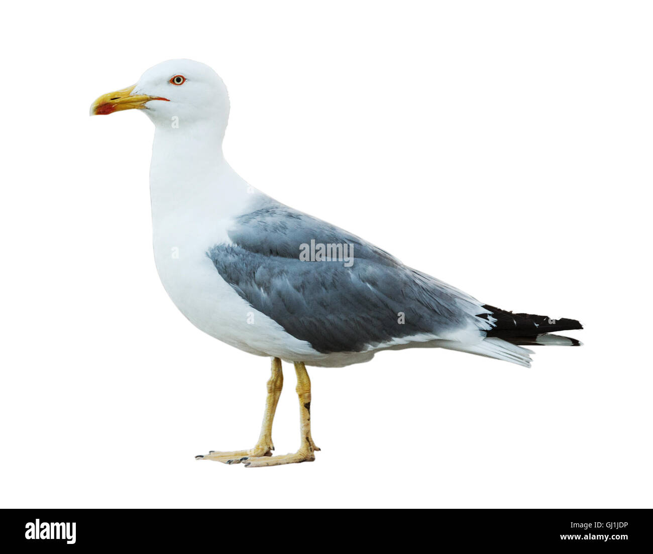 Sea gull profile on white background closeup Stock Photo - Alamy