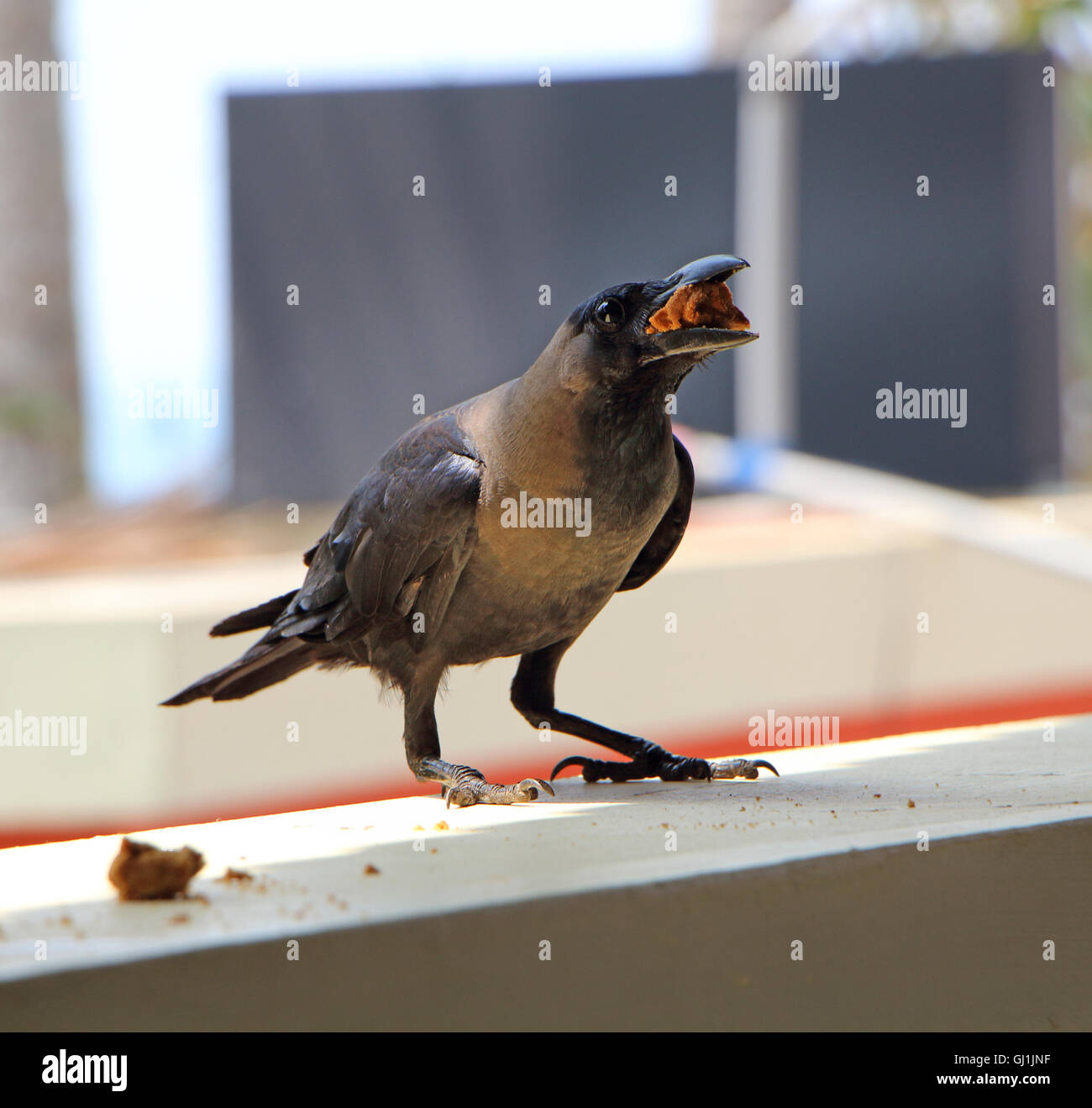 black birds, black crow, india birds, on the windowsill, palm ...