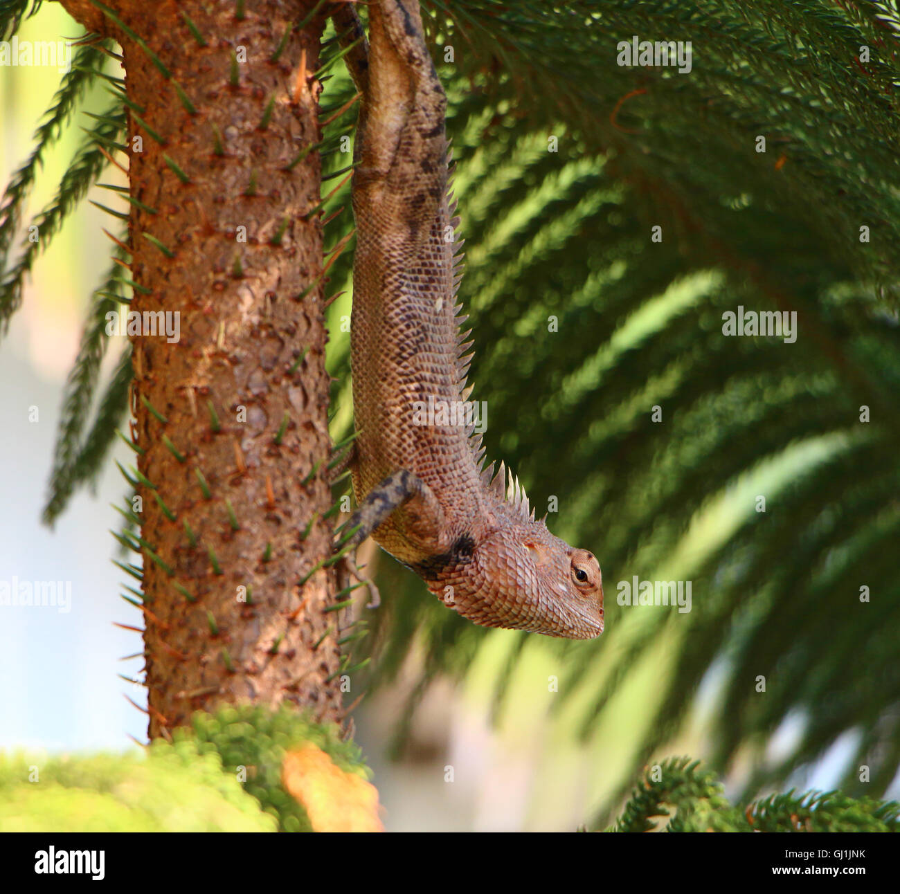 Amphibians of south india hi-res stock photography and images - Alamy