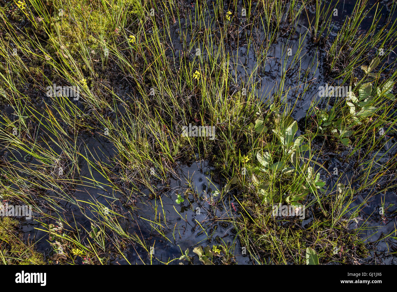 Wet surface of the bog in Lapland, Finland Stock Photo - Alamy