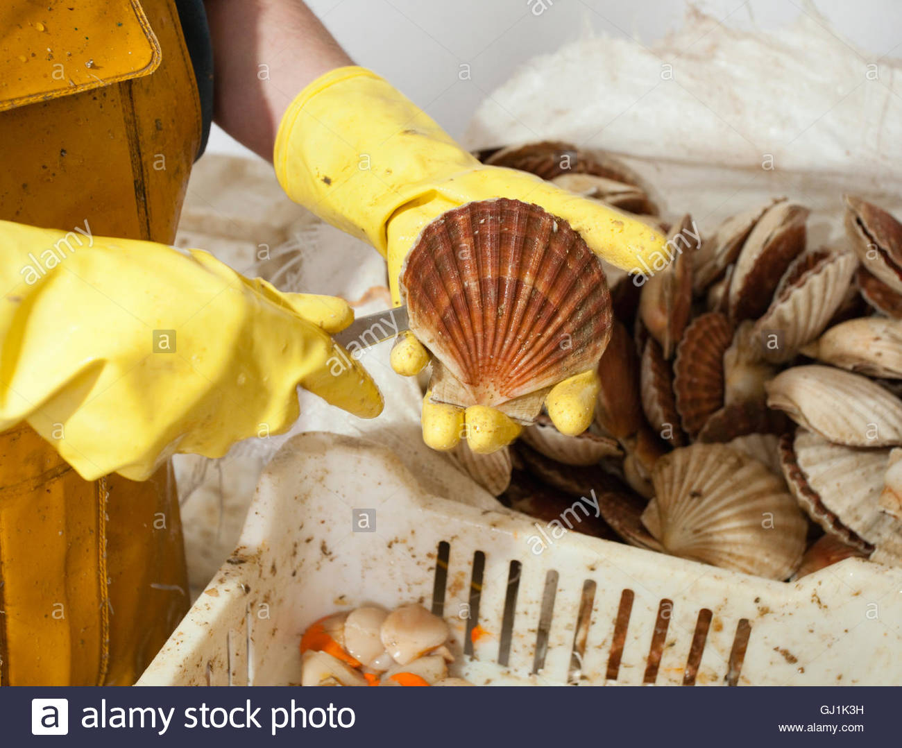 Scallops In Shells High Resolution Stock Photography and Images - Alamy