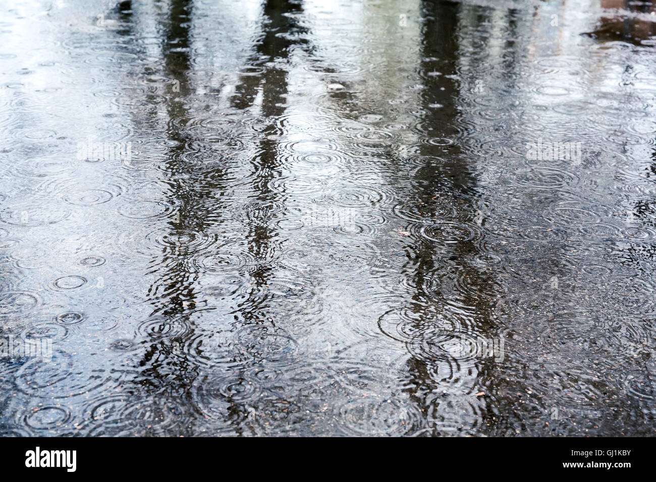 Reflection of trees in a rain puddles Stock Photo - Alamy