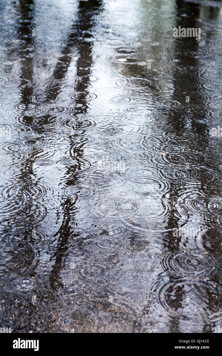 Trees are reflected in puddles during a rain Stock Photo - Alamy