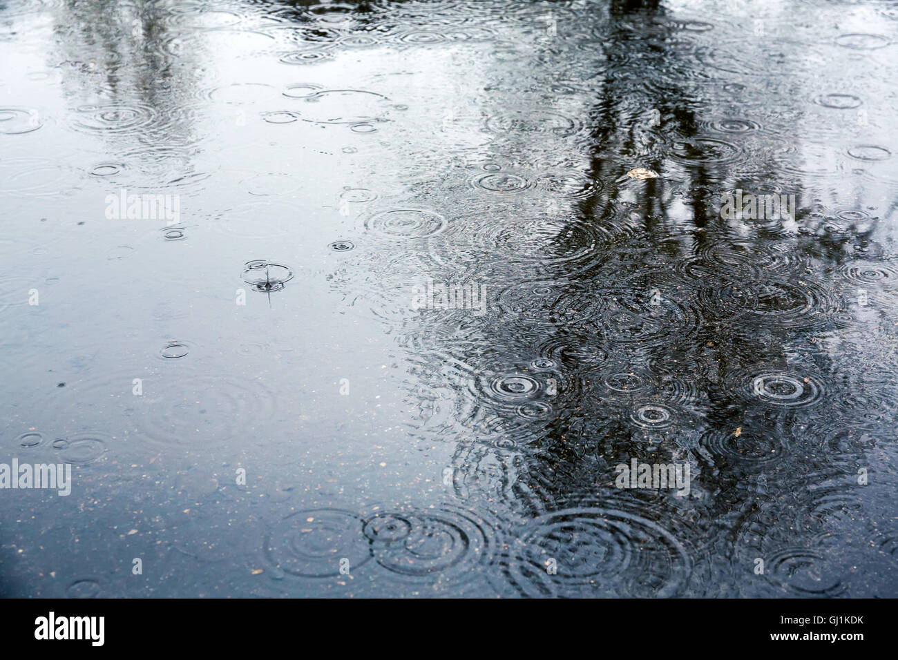 Reflection of tree in a rain puddles Stock Photo - Alamy