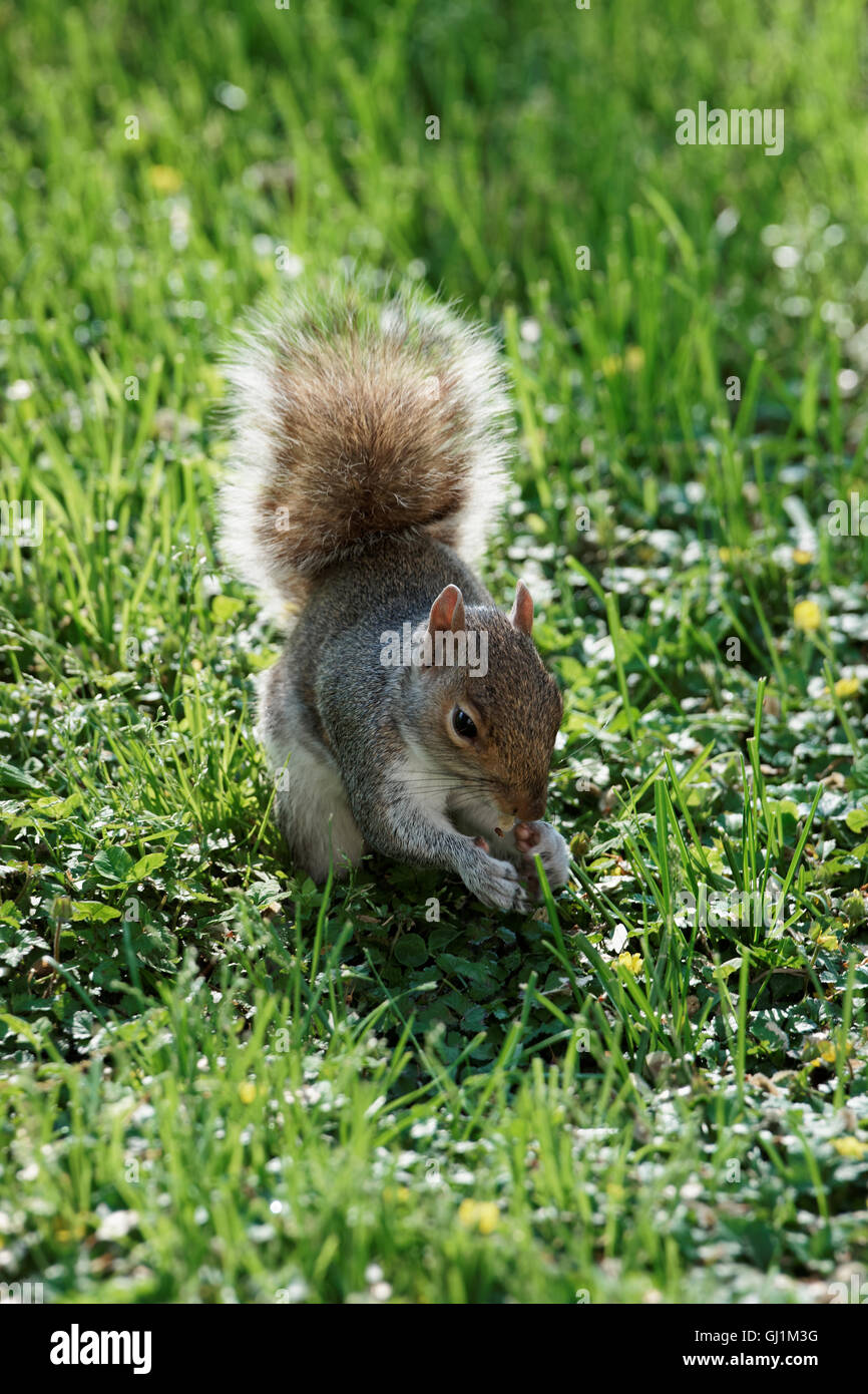National mall running hi-res stock photography and images - Alamy