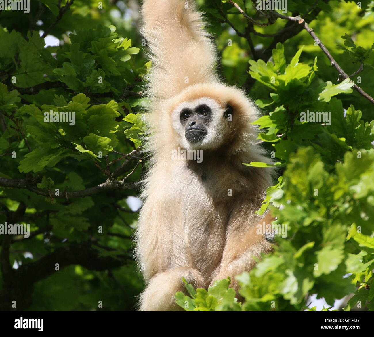 Southeast Asian Lar Gibbon or White handed gibbon (Hylobates lar) in a ...