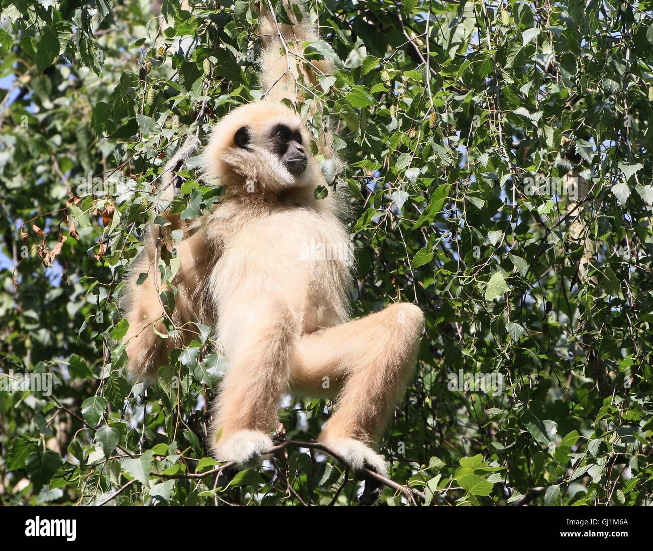 Immature gibbon hi-res stock photography and images - Alamy