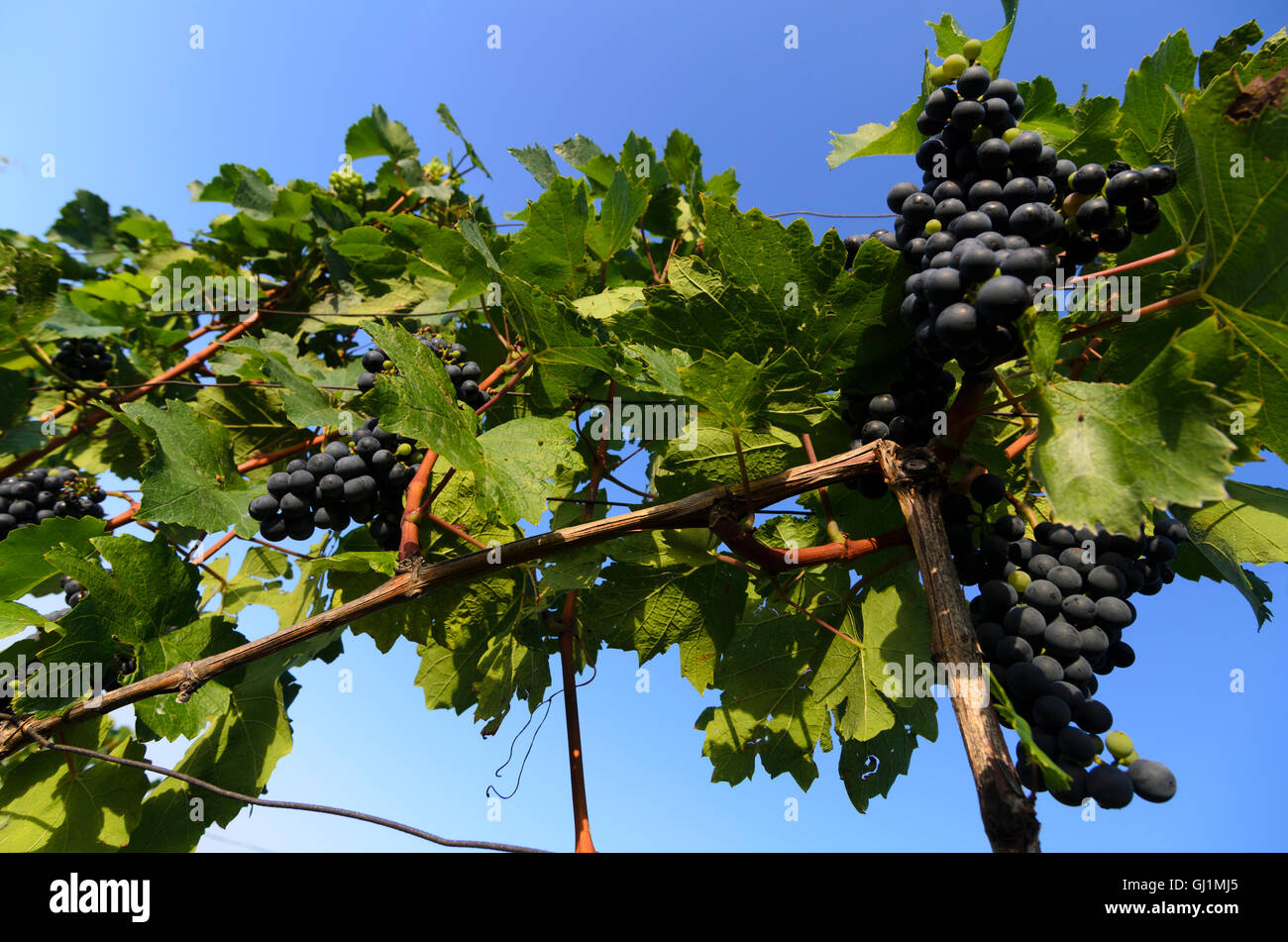 Blue grape hi-res stock photography and images - Alamy