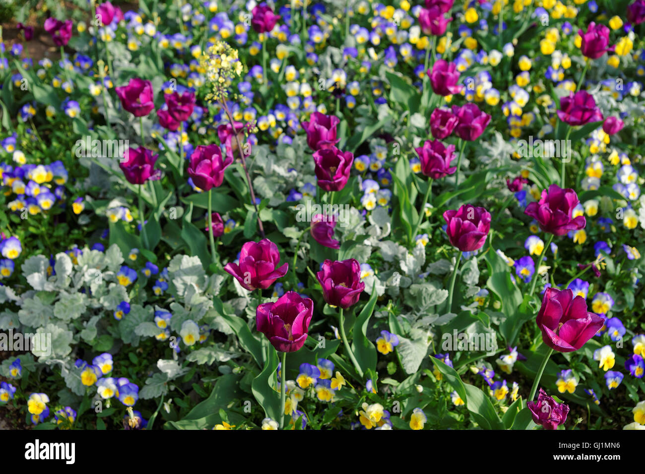 Tulip library hi-res stock photography and images - Alamy
