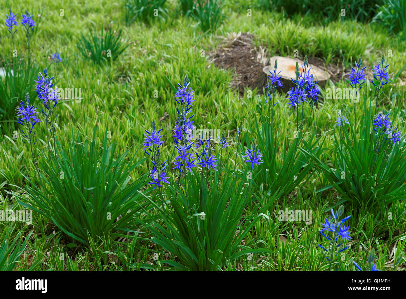 Bright blue flowers photographed in Washington D.C., the United States ...