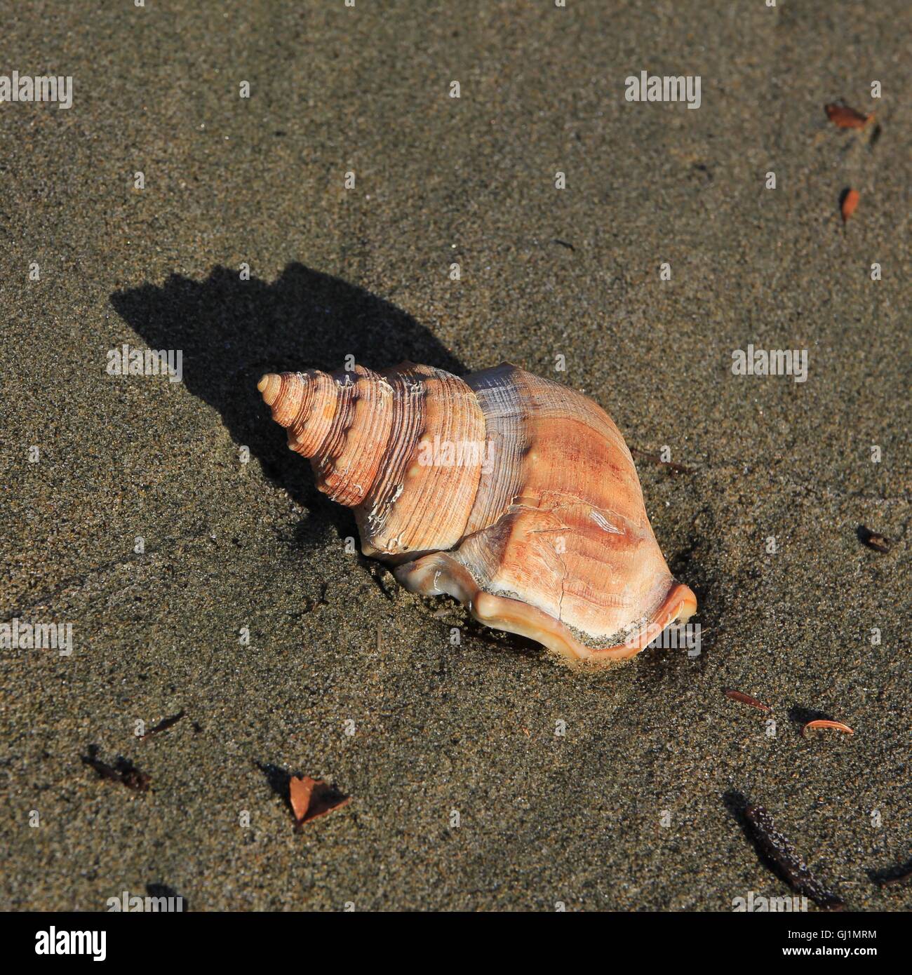 Snail new zealand hi-res stock photography and images - Alamy