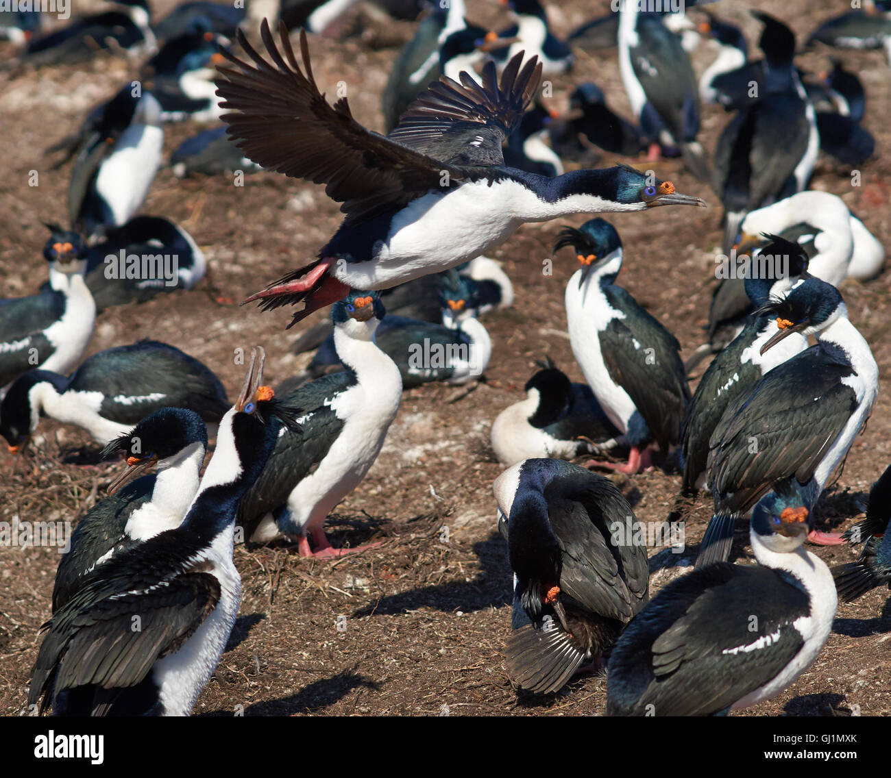 Imperial cormorant phalacrocorax atriceps albiventer hi-res stock ...