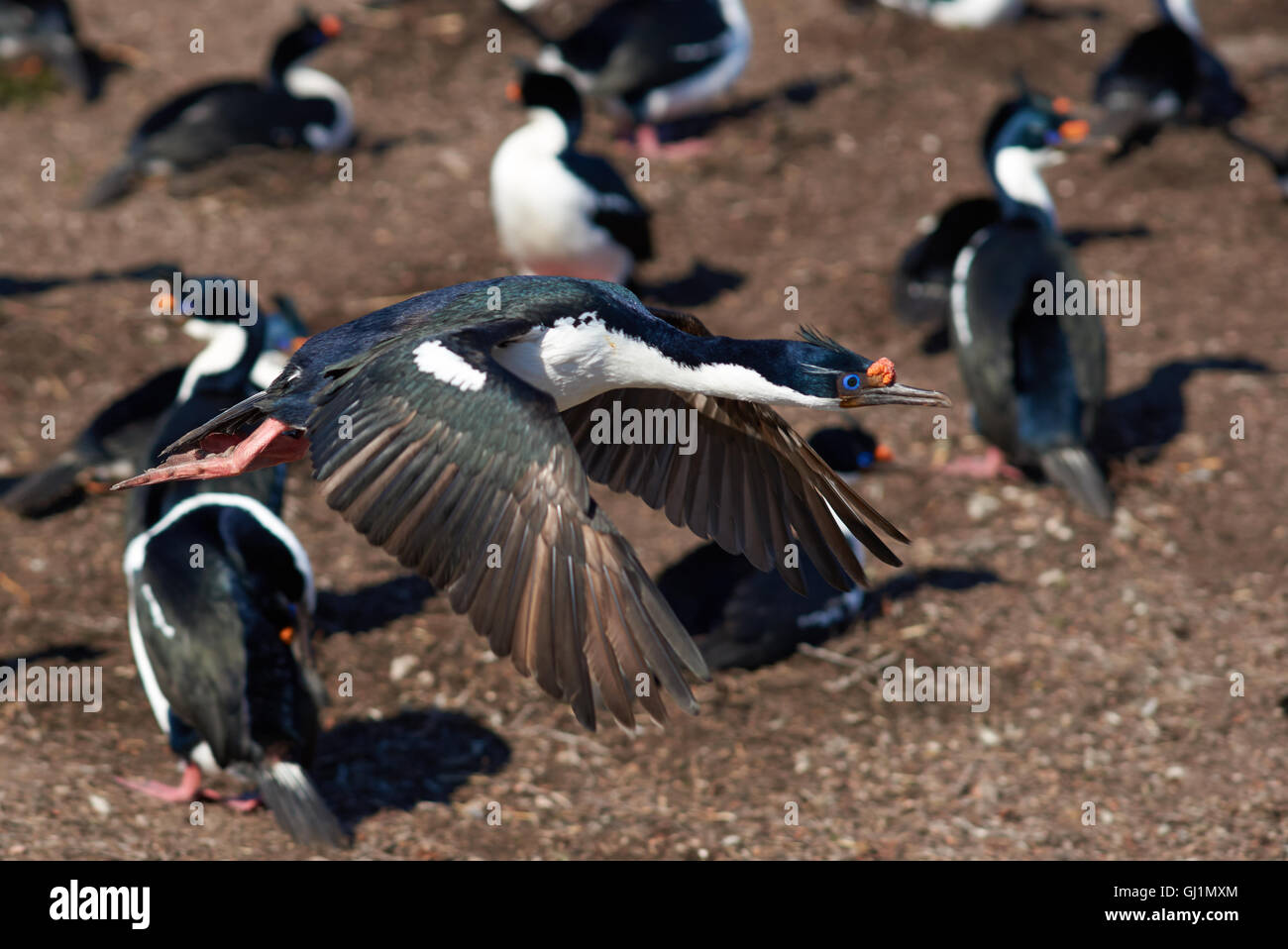 Imperial Cormorant (Phalacrocorax atriceps albiventer) flying above a ...