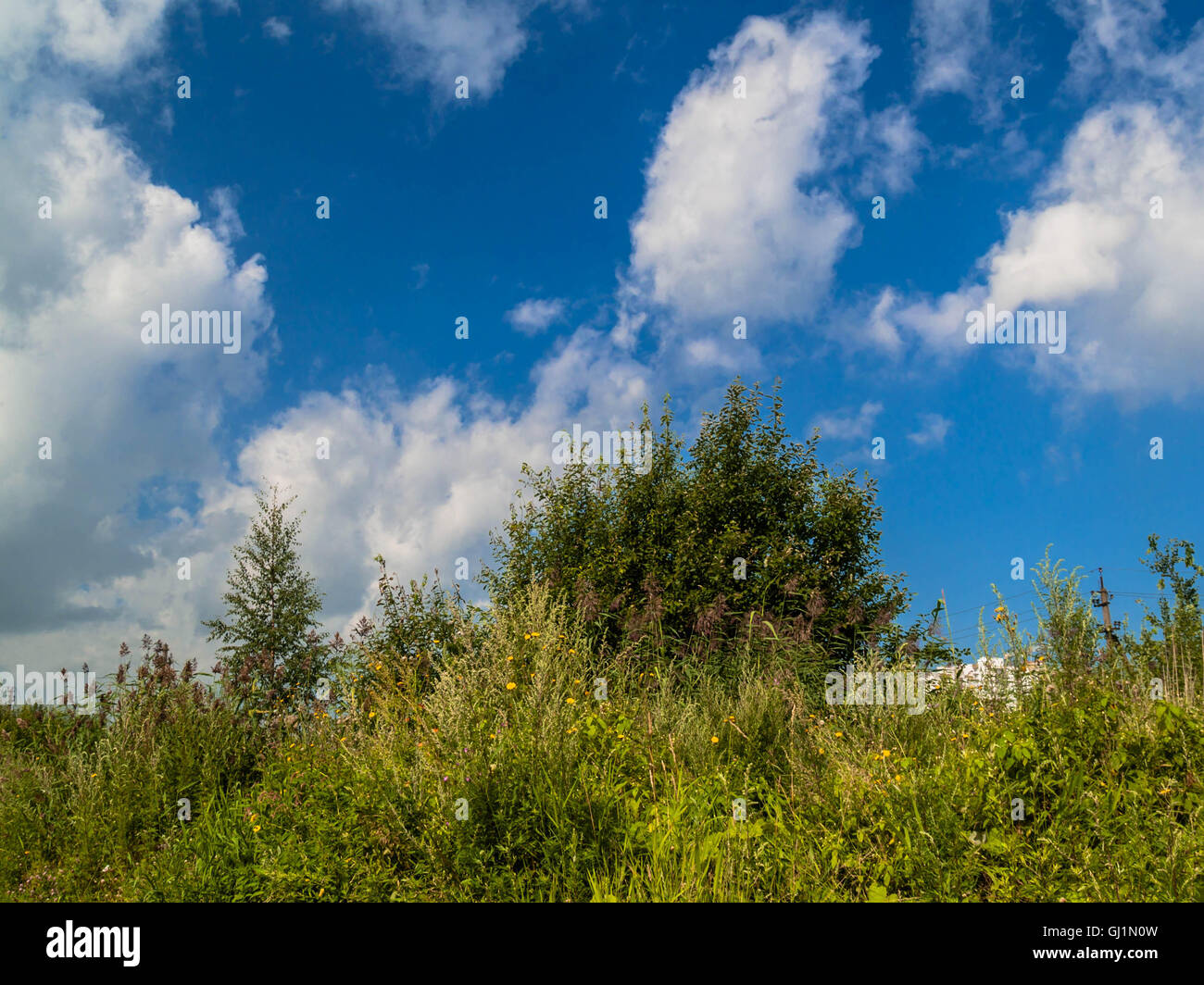 High grass field hi-res stock photography and images - Alamy