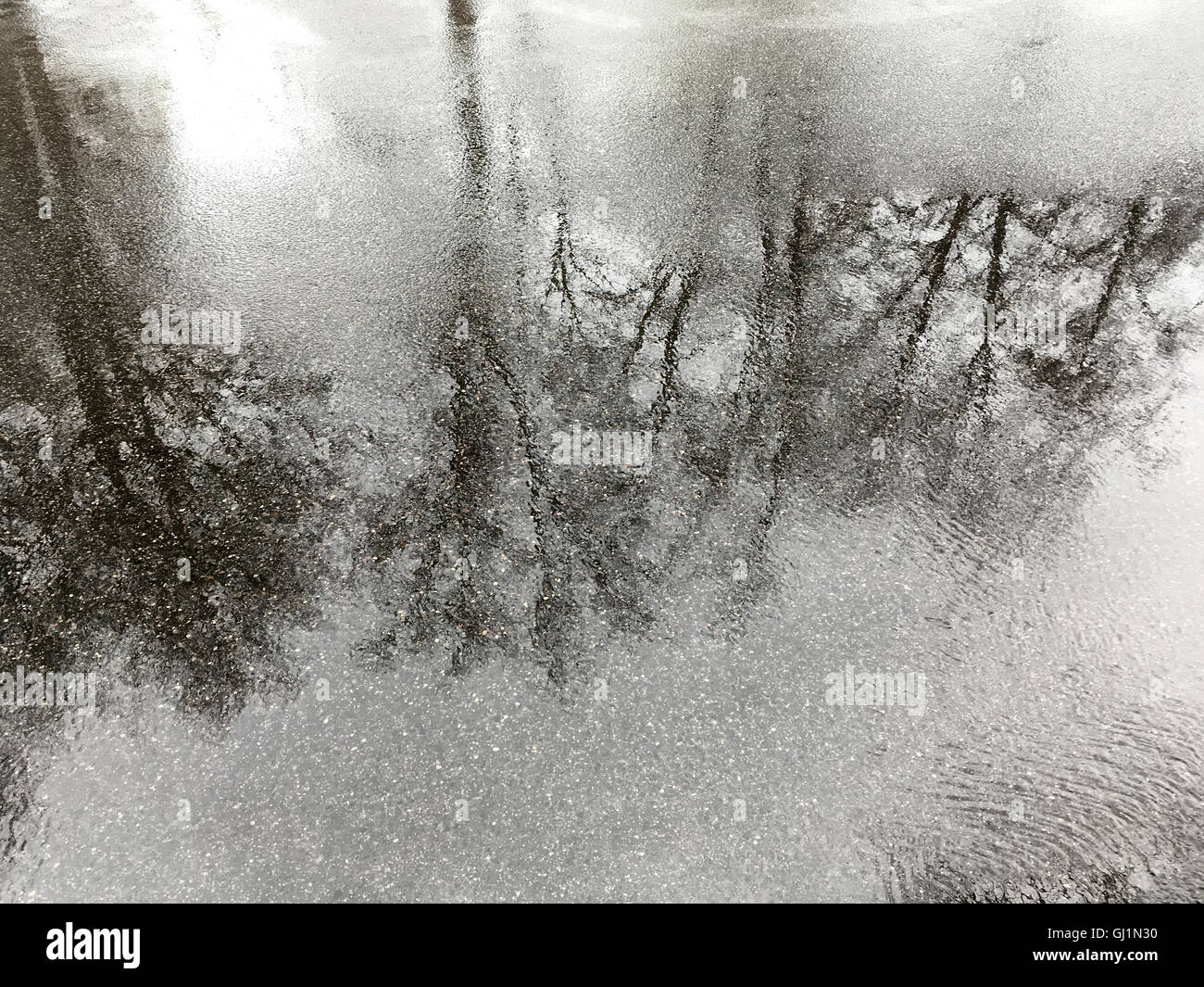 rain puddles on a pavement in the city with trees reflections Stock ...