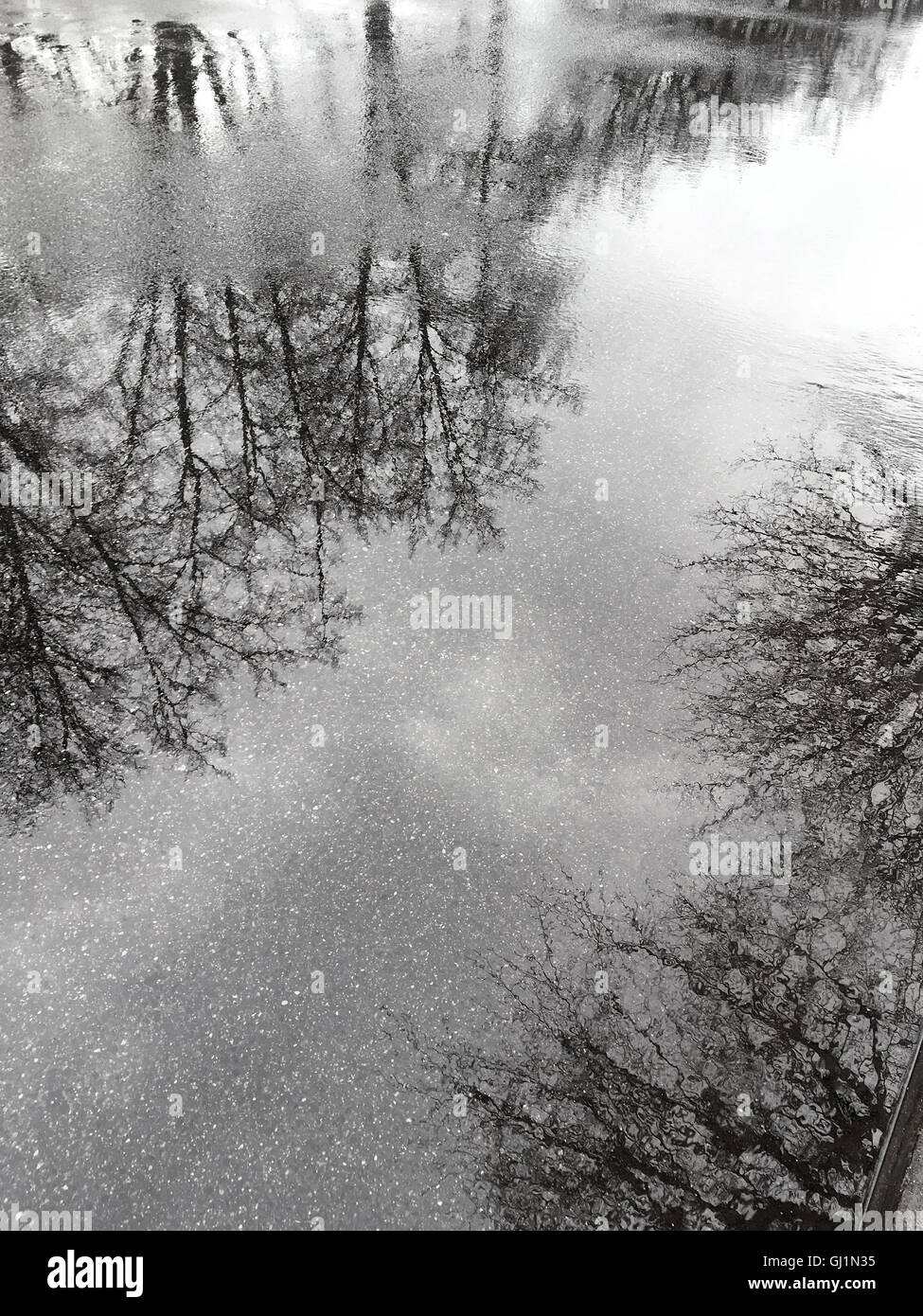 reflection of cloudy sky and trees in rain puddle on asphalt road Stock ...