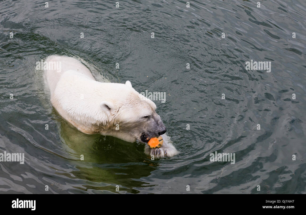 Polar Bears Eating Fruit