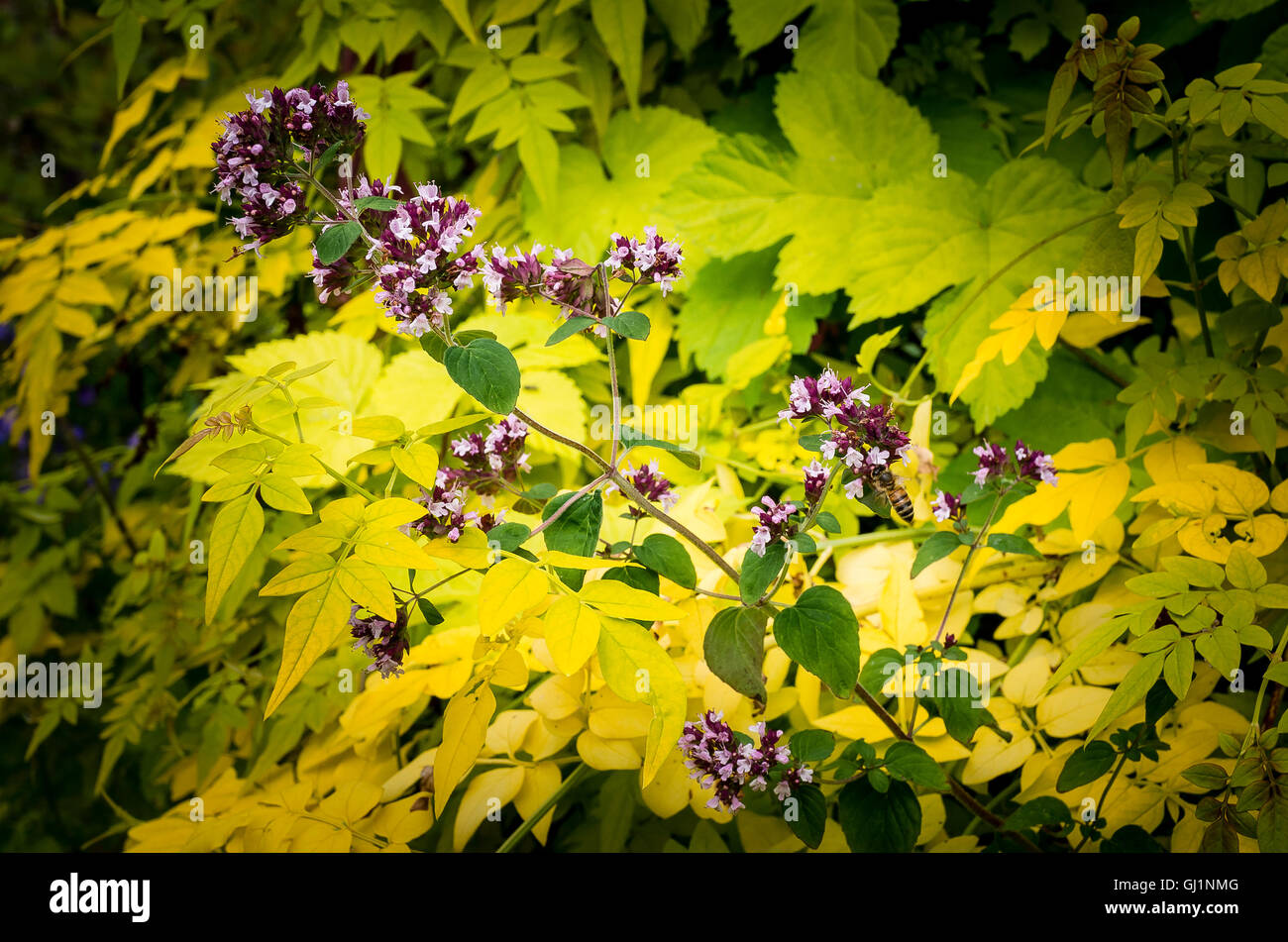 Wild marjoram growing into a golden jasmine Stock Photo - Alamy