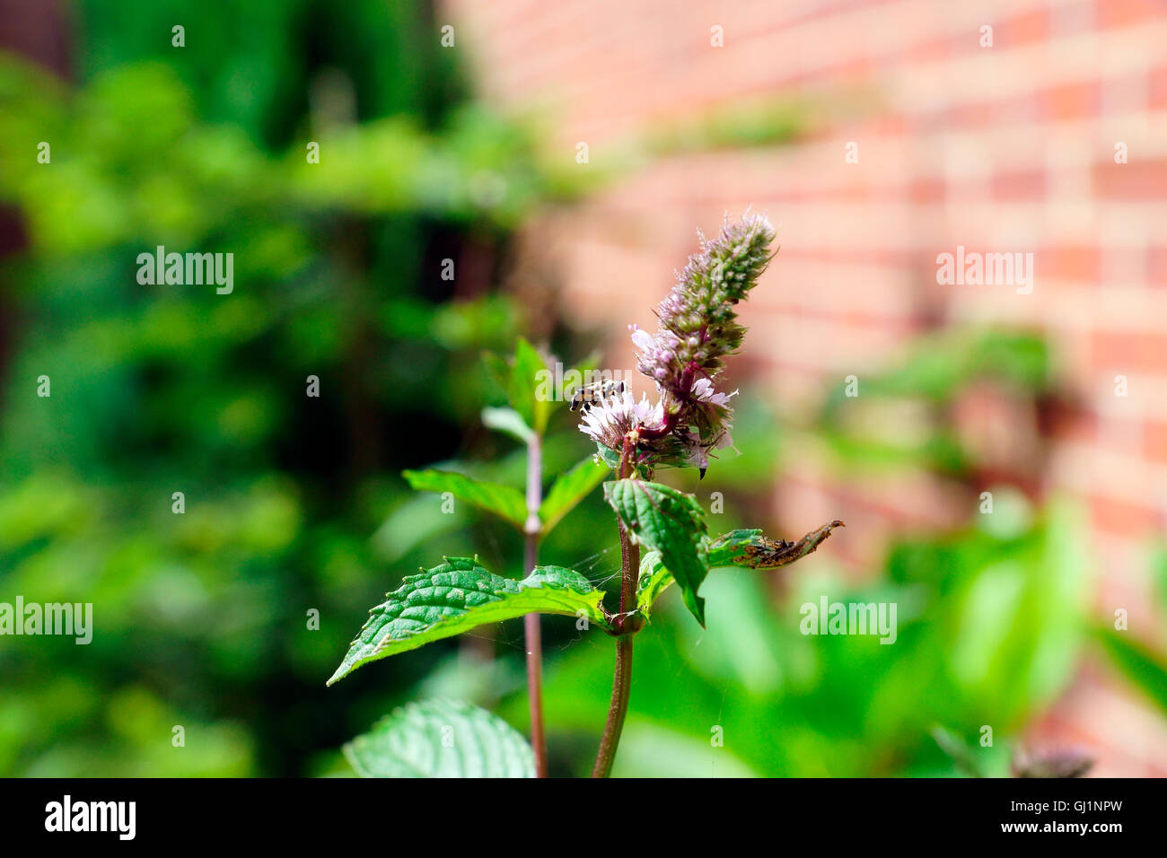 MINT IN FLOWER / SEED WITH FLY Stock Photo - Alamy