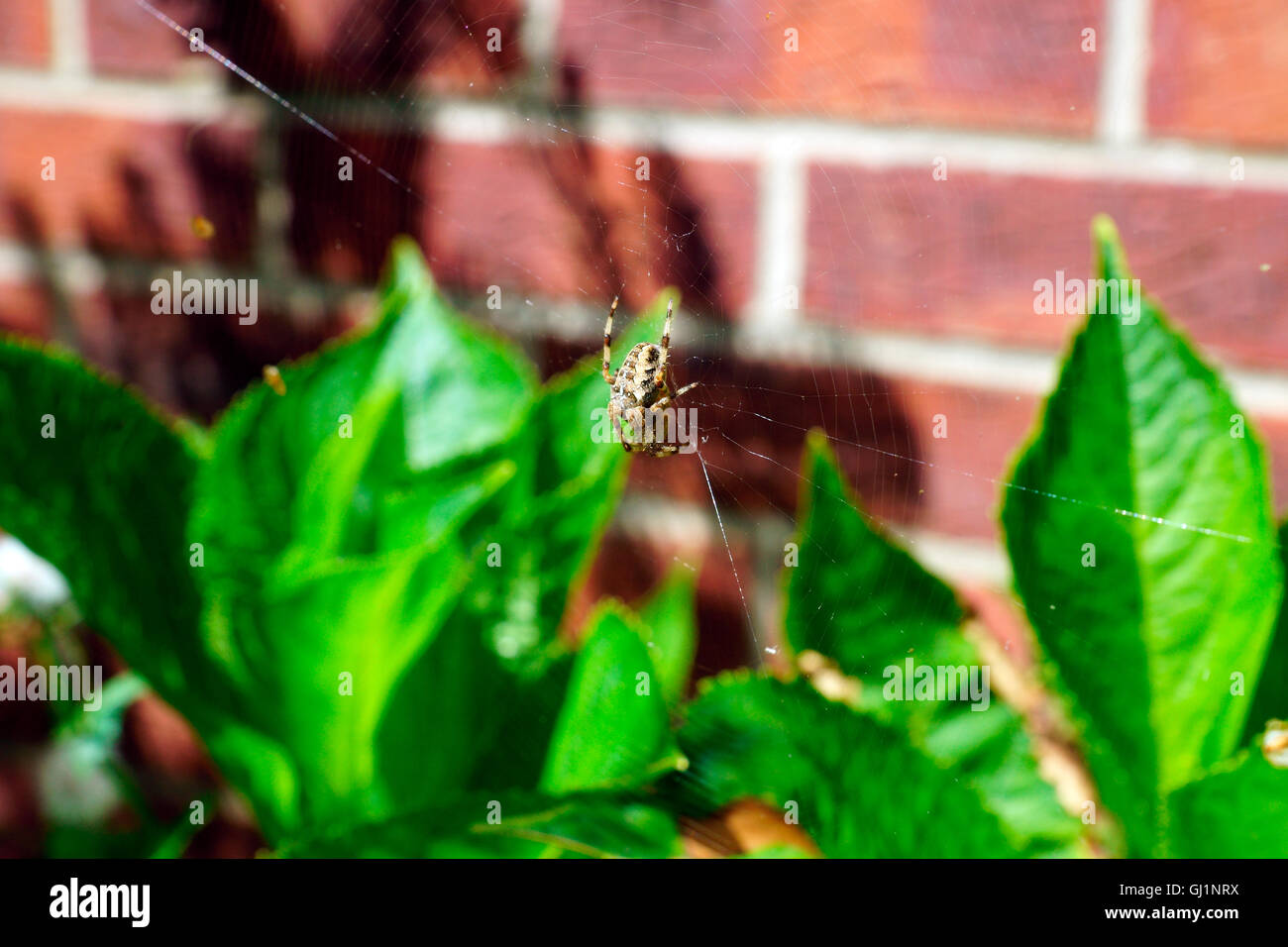 Spiral orb webs hi-res stock photography and images - Alamy