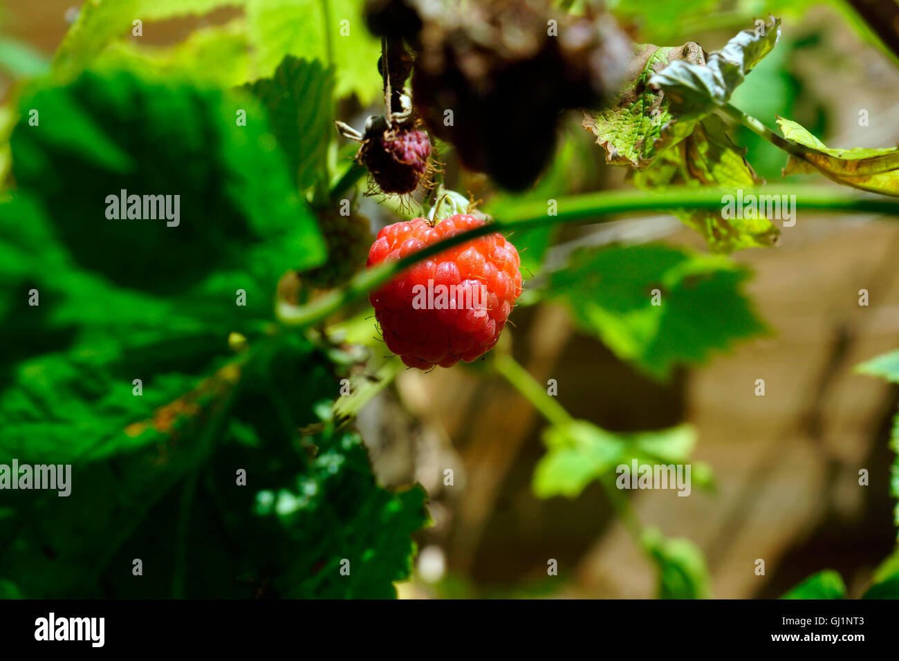 Picking pests hi-res stock photography and images - Alamy
