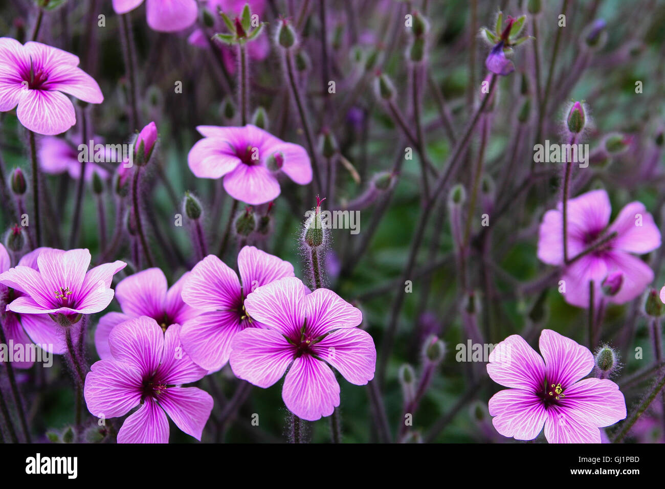 Purple and pink wild geranium flowers and buds close up Stock Photo - Alamy