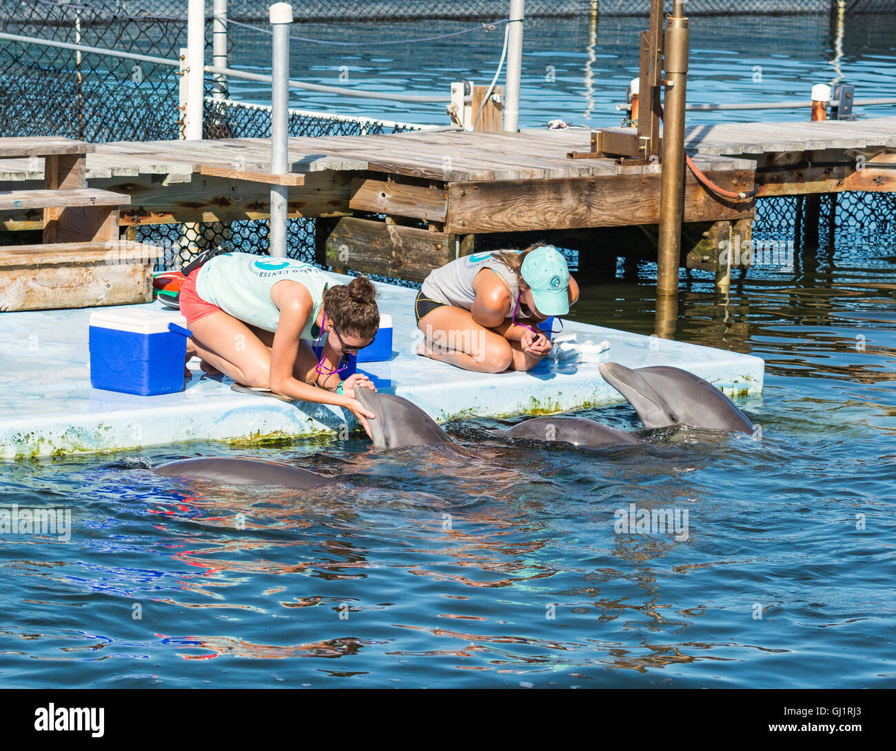 Dolphin research center florida keys hi-res stock photography and ...