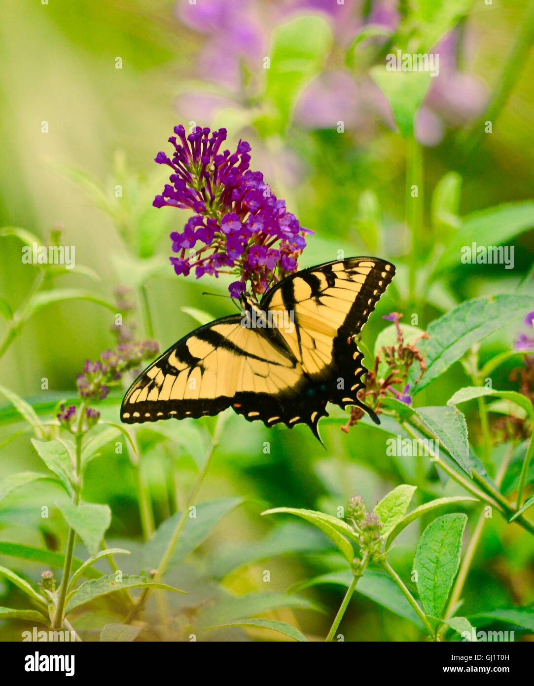 yellow swallowtail butterfly Stock Photo - Alamy