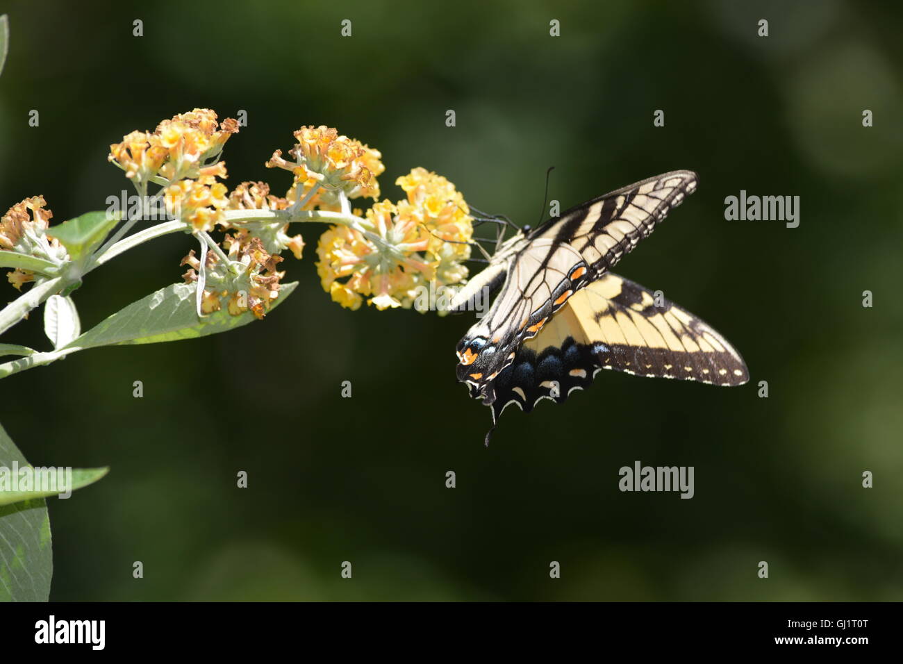 yellow swallowtail butterfly Stock Photo - Alamy