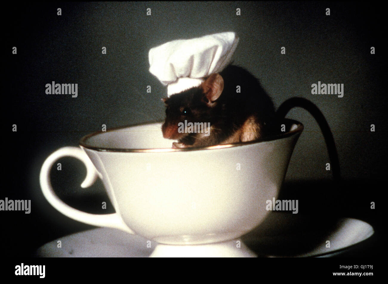 Mousehunt hi-res stock photography and images - Alamy
