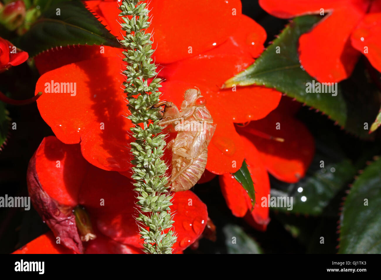 empty cicada shell or casing from a moulted cicada insect on busy ...