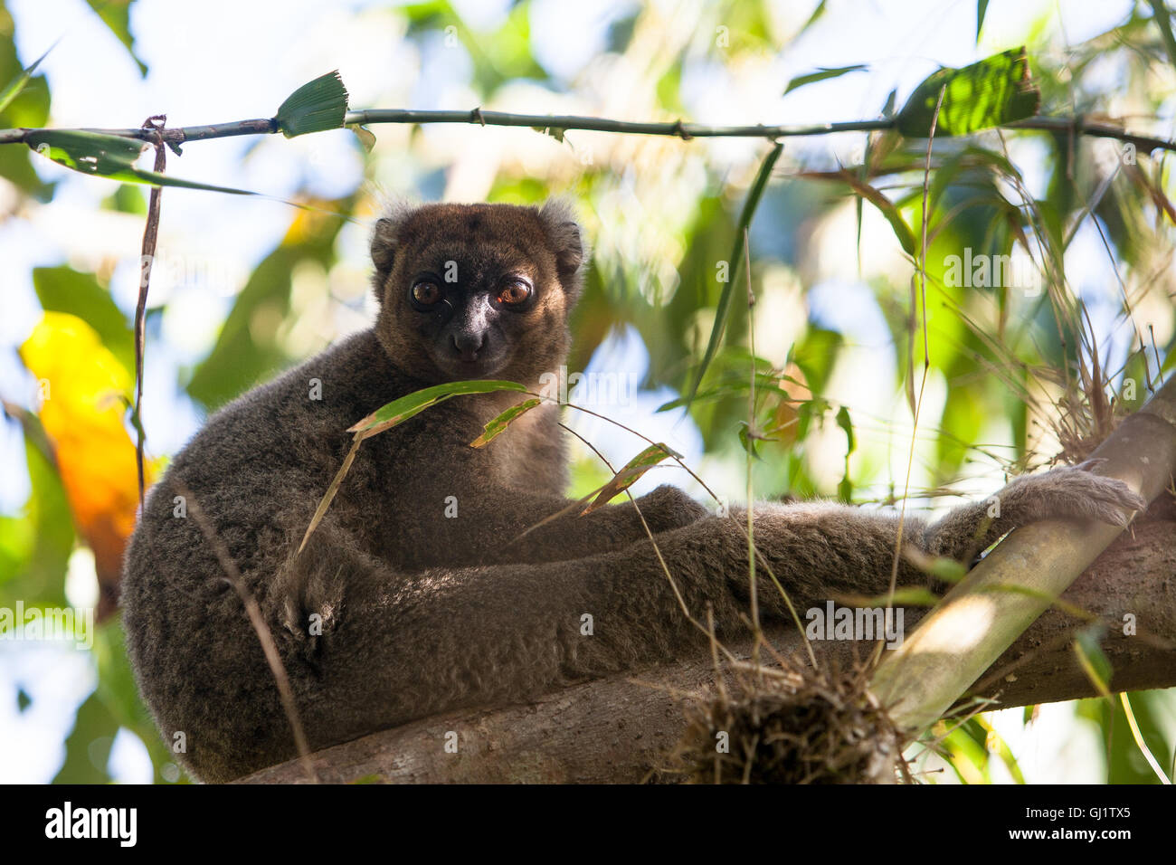 Greater Bamboo Lemur Stock Photo - Alamy