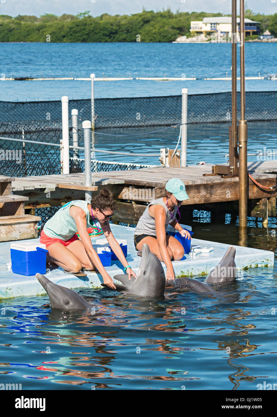 Florida Keys, Grassy Key, Dolphin Research Center, trainers feeding ...
