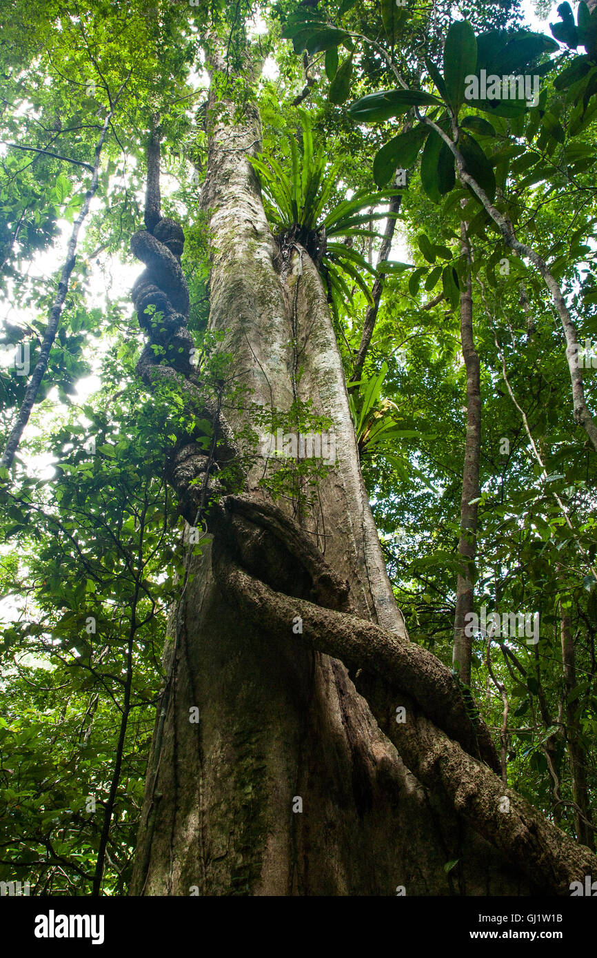 Rainforest tree with twisted vines Stock Photo - Alamy
