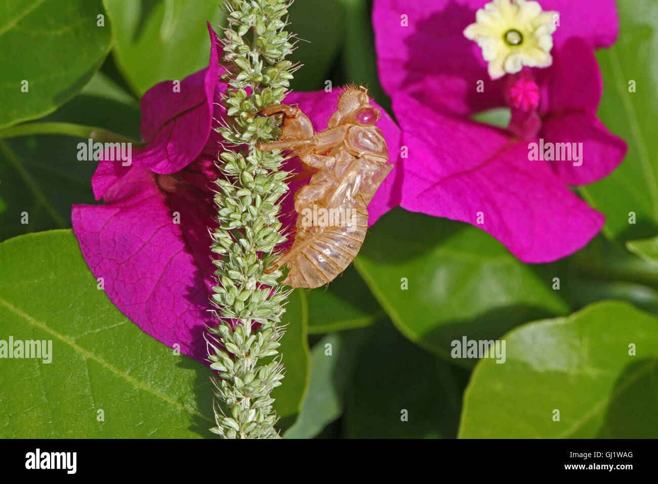 empty cicada shell or casing from a moulted cicada insect on ...