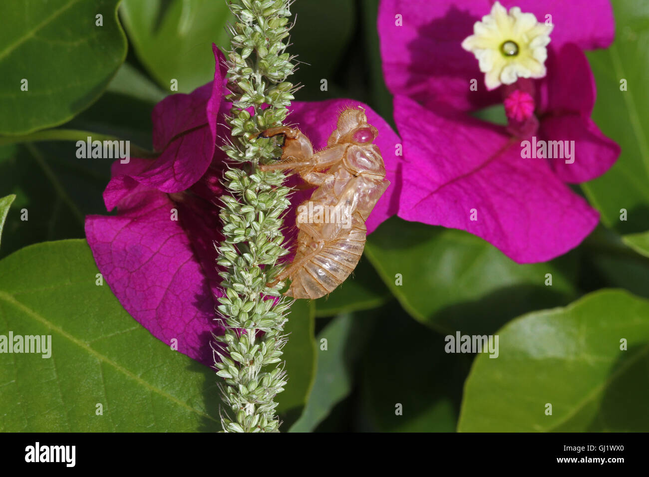 empty cicada shell or casing from a moulted cicada insect on ...