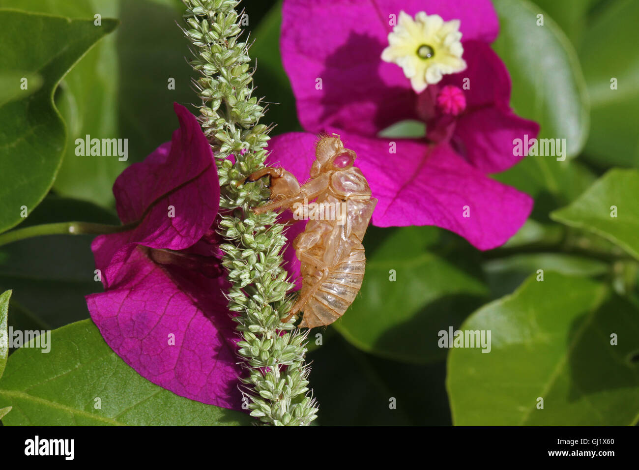 empty cicada shell or casing from a moulted cicada insect on ...
